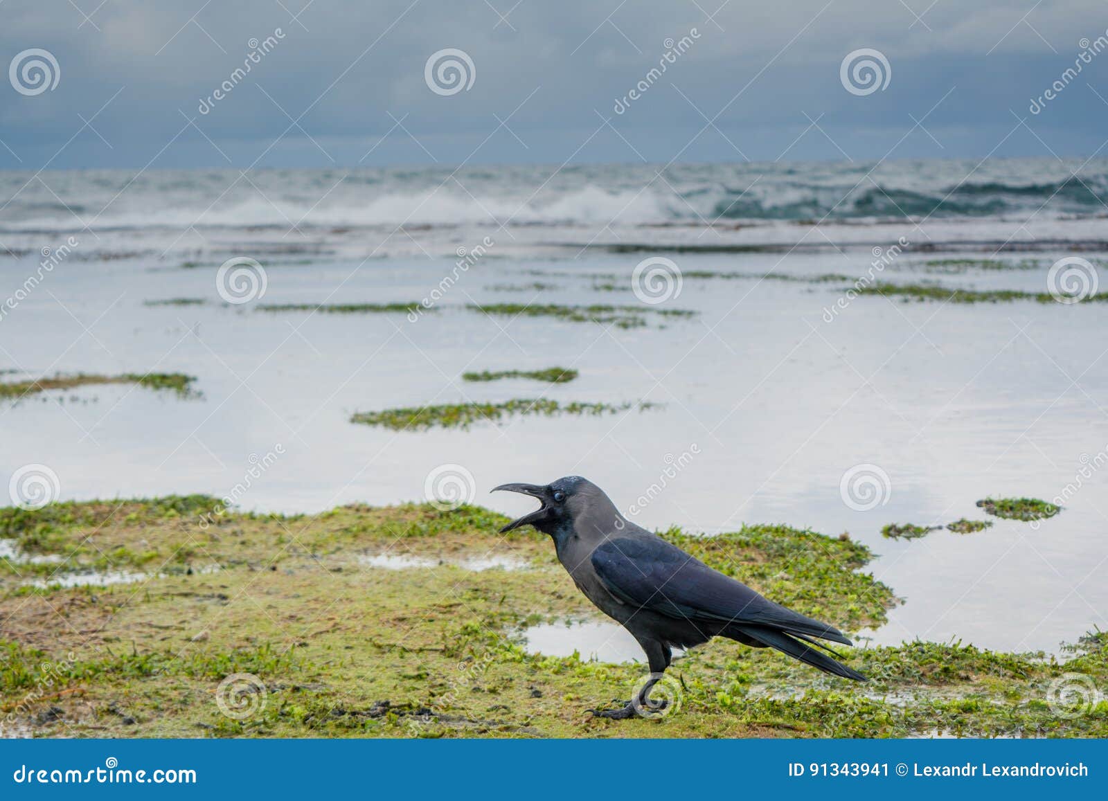 Crow on the Corals at the Ocean Stock Image - Image of corals, green ...