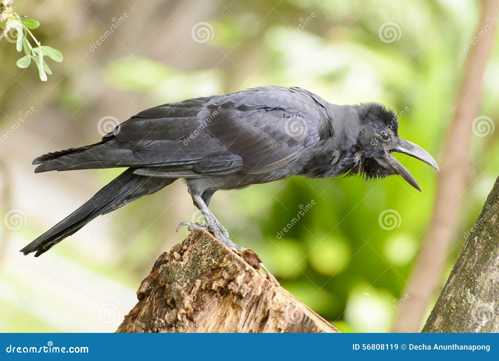 Crow stock image. Image of iberated, corvidae, grey, plumage - 56808119