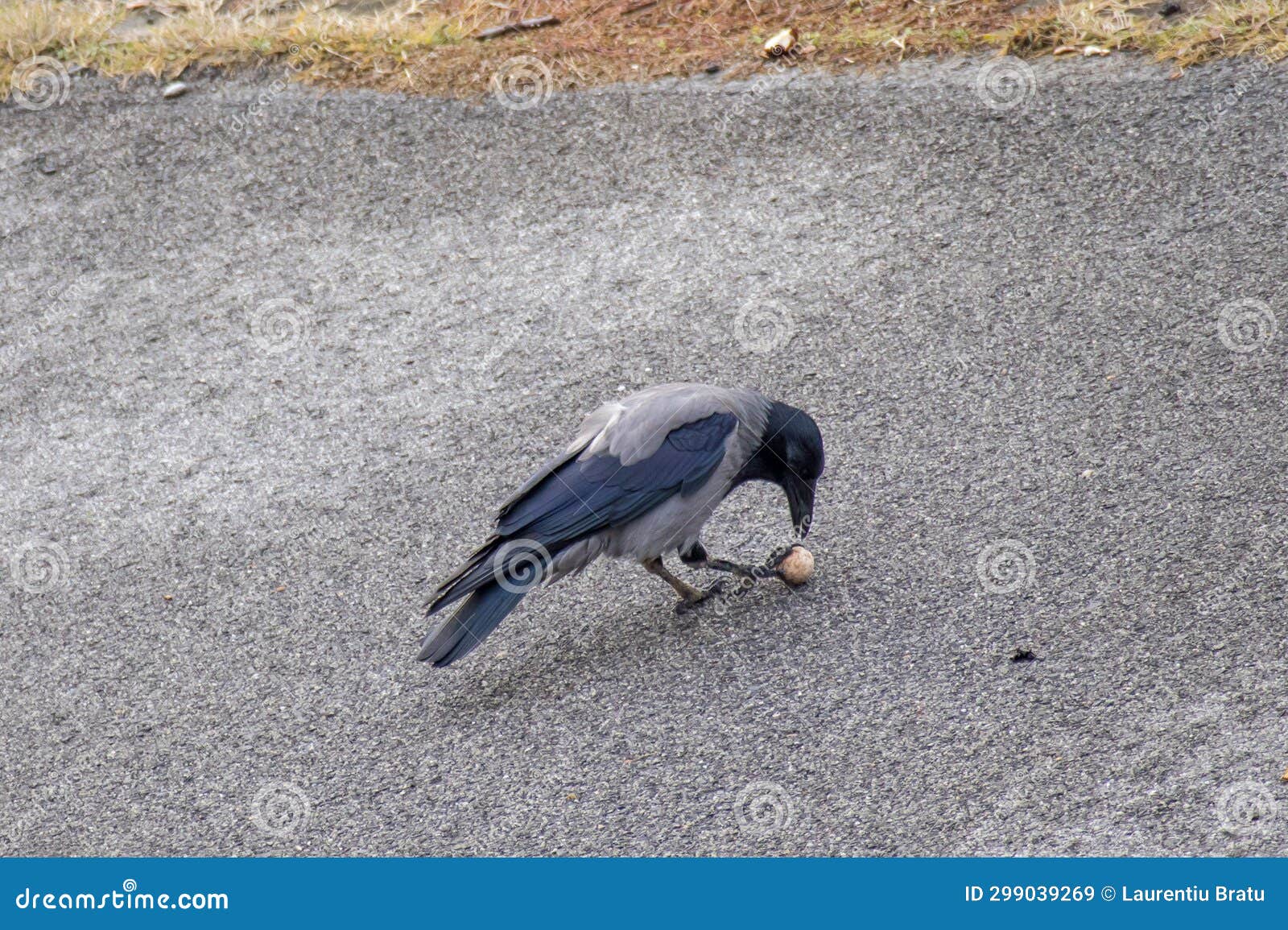 Crow & X28;Corvus Cornix& X29; Eurasian Bird of the Crow Genus Stock ...