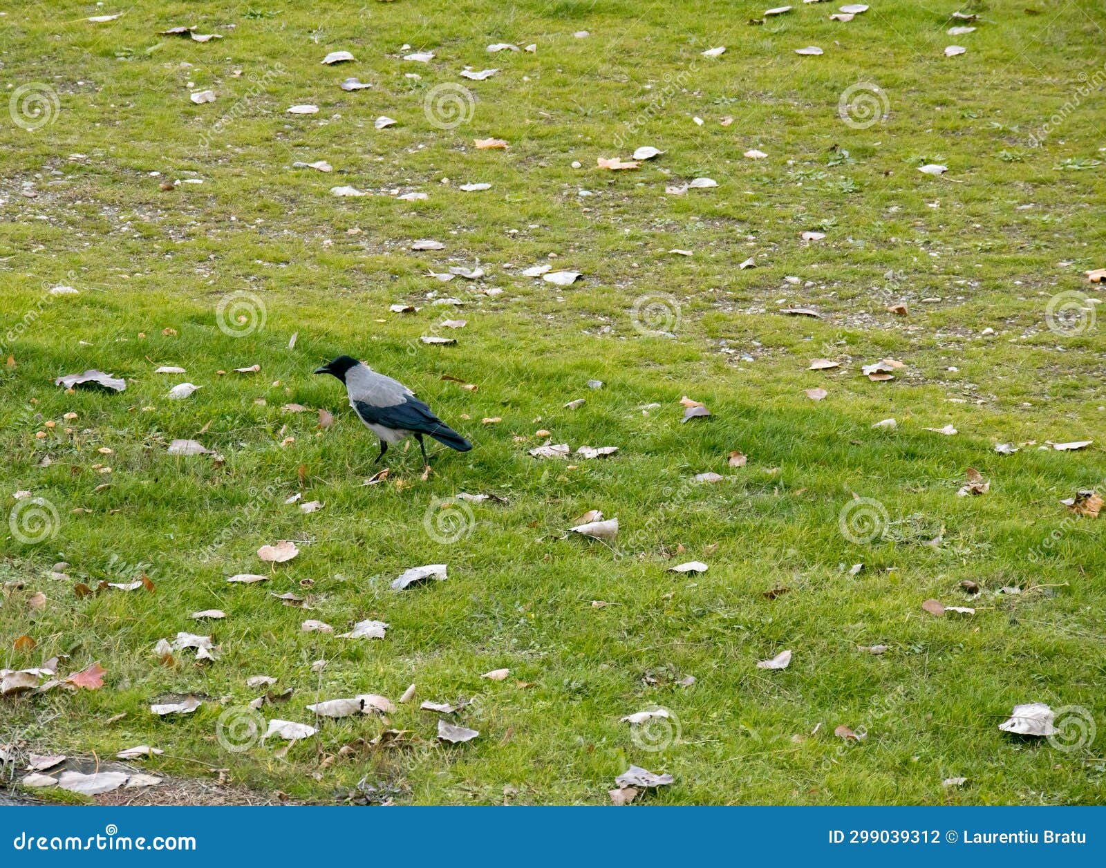 Crow & X28;Corvus Cornix& X29; Eurasian Bird of the Crow Genus Stock ...