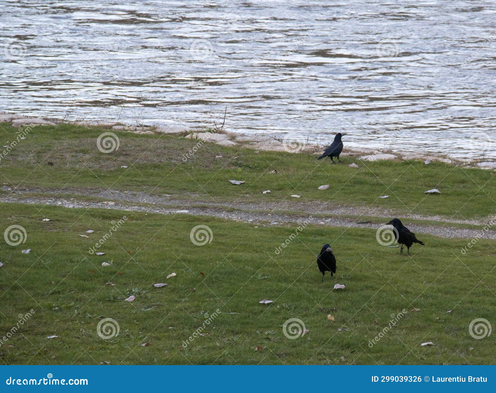 Crow & X28;Corvus Cornix& X29; Eurasian Bird of the Crow Genus Stock ...