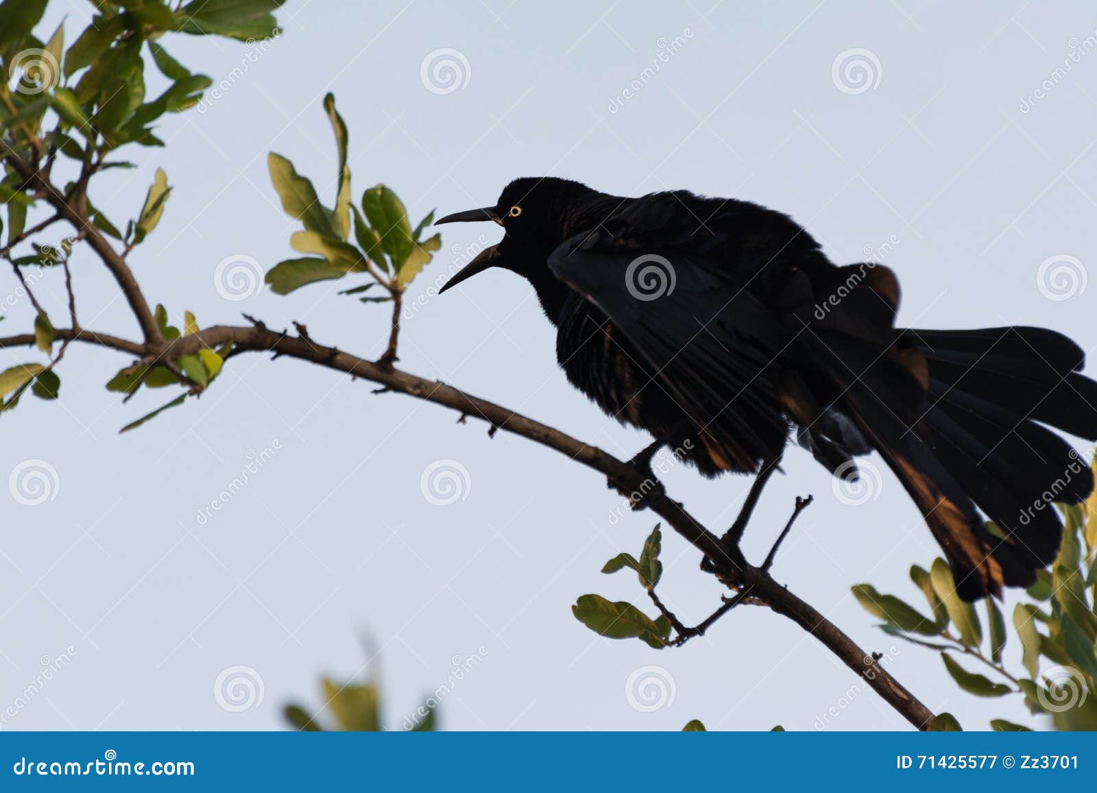Crow (Corvus Corone) Singing Stock Image - Image of blackbird ...