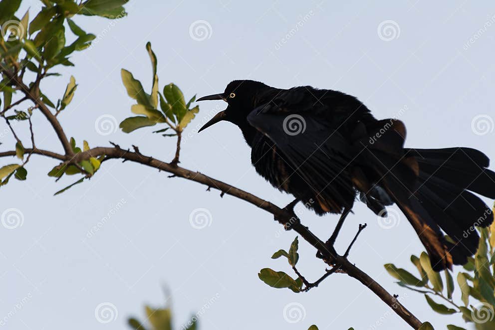 Crow (Corvus Corone) Singing Stock Image - Image of blackbird ...
