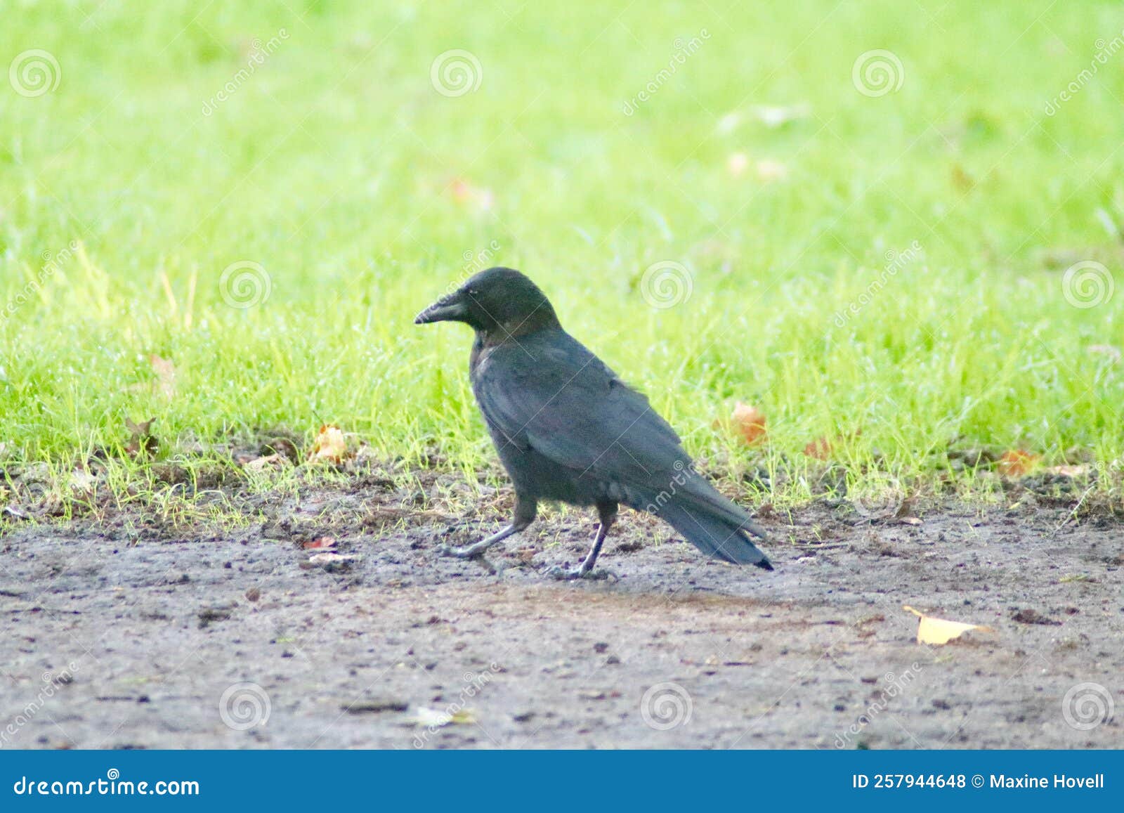 Crow (corvus) Walking on a Path Stock Photo - Image of waterbird, birds ...