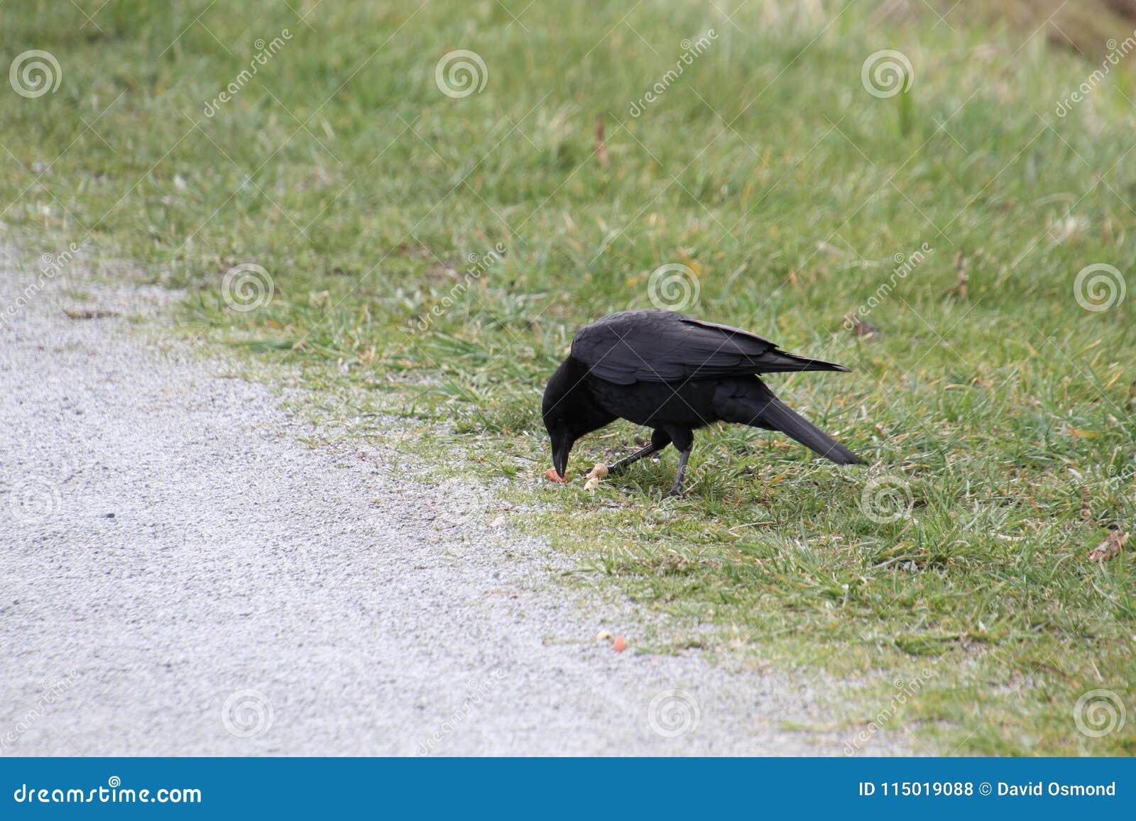 A Crow Cracking and Eating a Nut Stock Photo - Image of animal, nature: 115019088