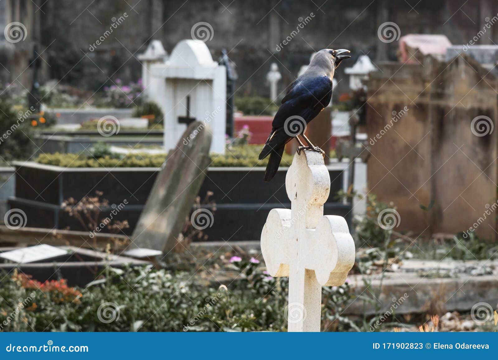 Crow on cross in Cemetery stock image. Image of cross - 171902823