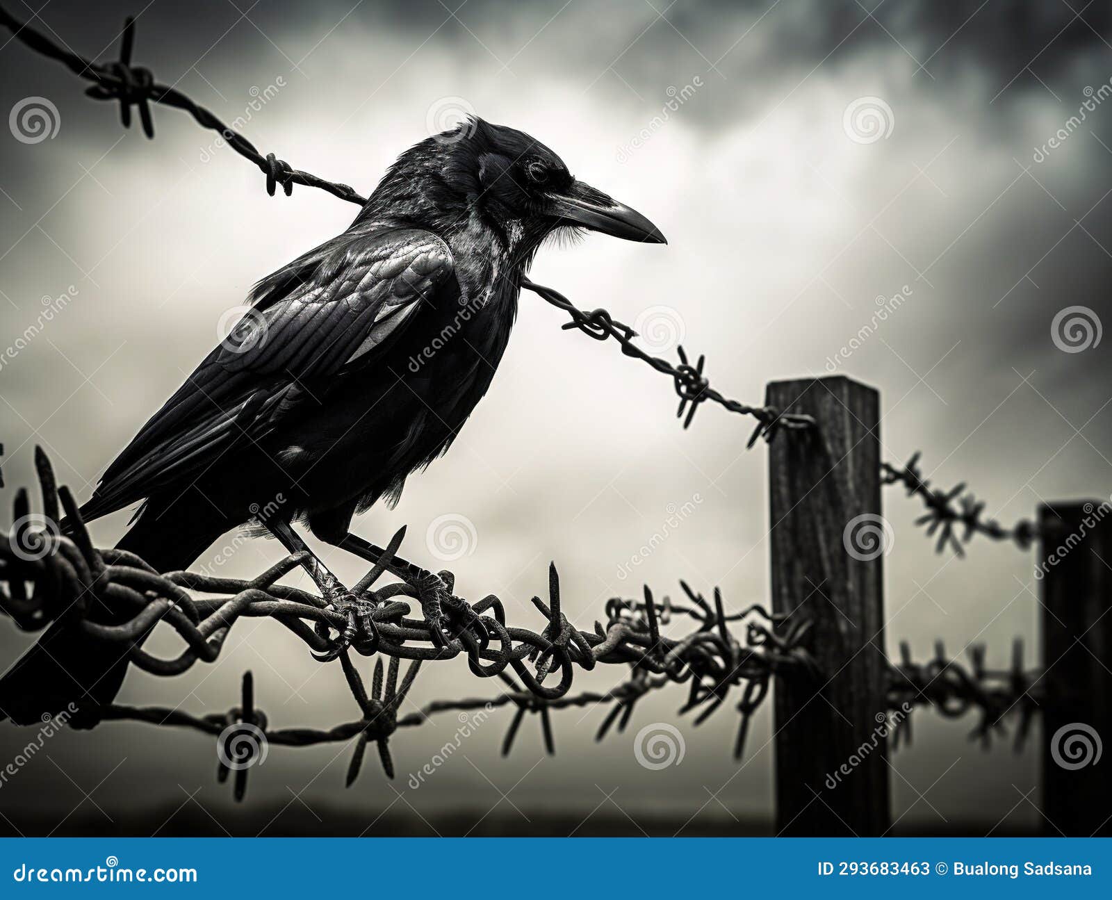 Crow stock illustration. Illustration of urban, imagine - 293683463