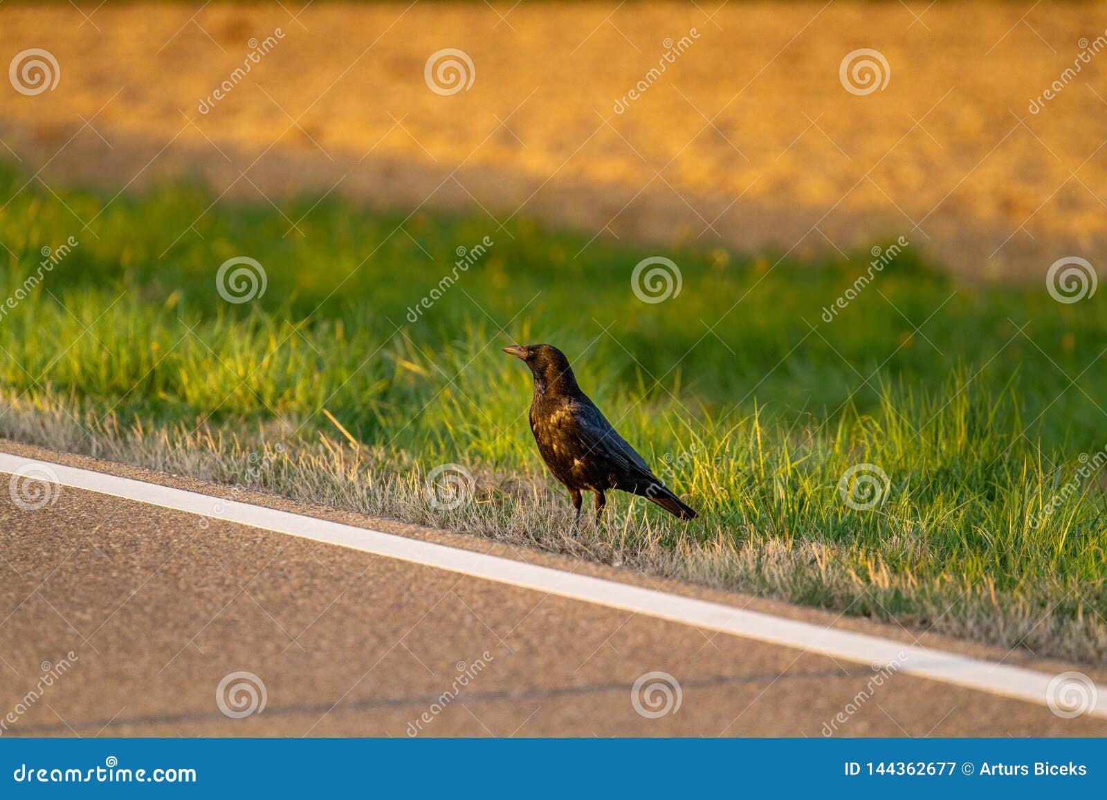 Crow stock image. Image of ornithology, raven, flight - 144362677