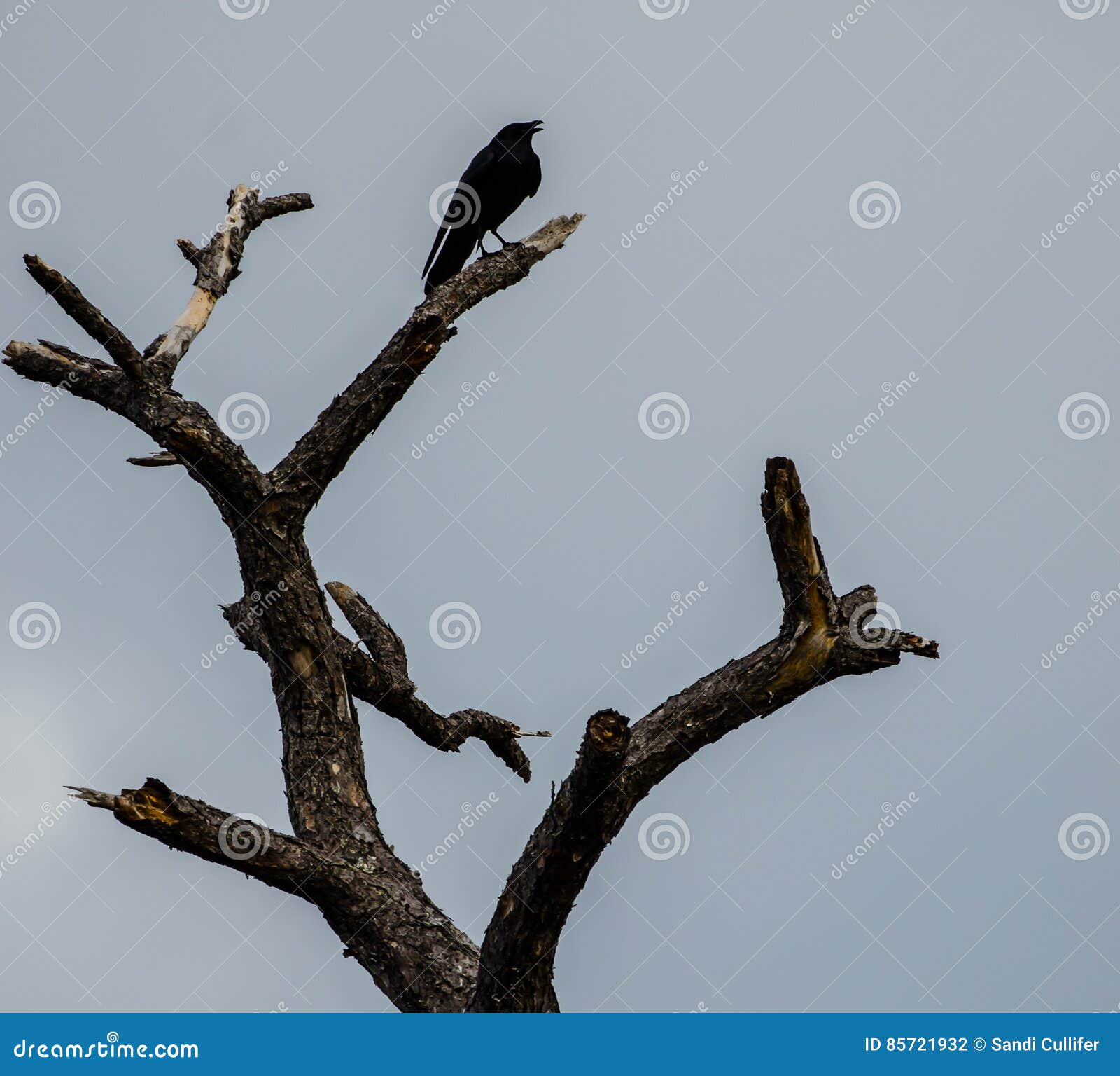 Crow Crowing stock photo. Image of perched, silhouette - 85721932