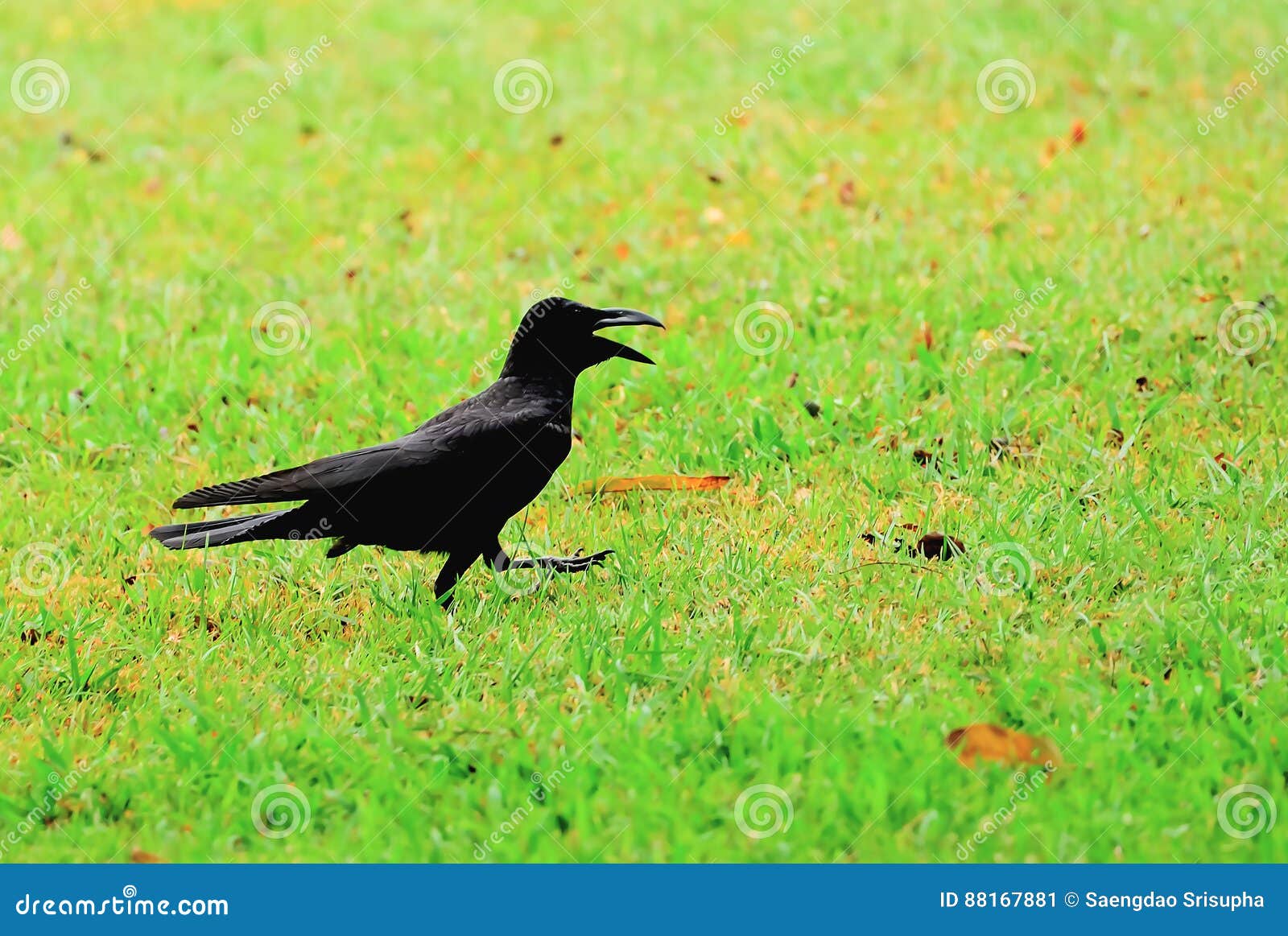 Crow stock image. Image of carrion, beautiful, life, close - 88167881