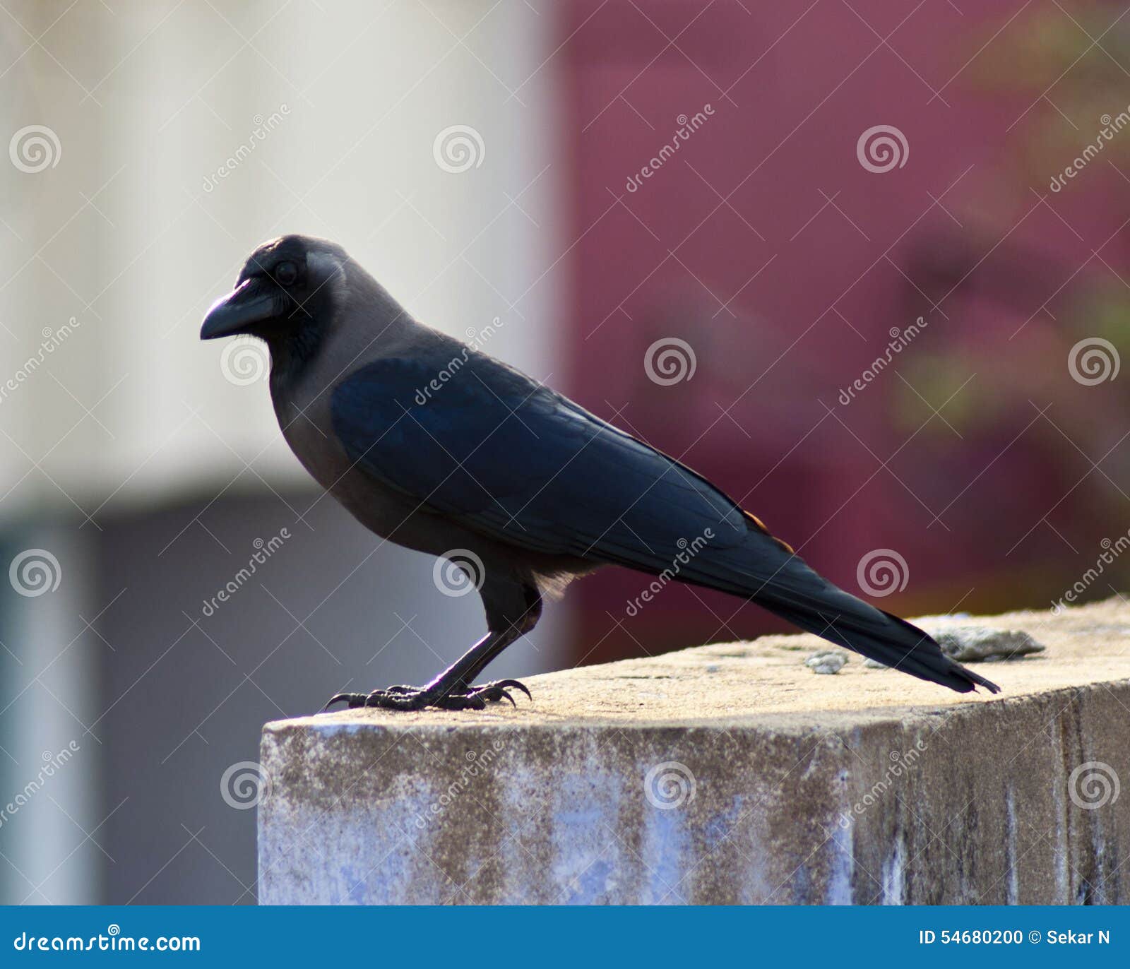 Crow stock photo. Image of beautiful, crow, road, roof - 54680200