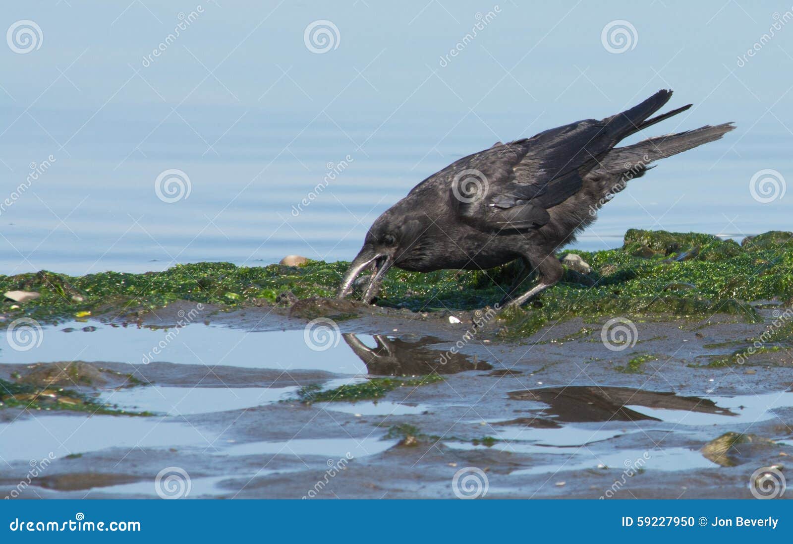 Crow Digging on Black Beach Stock Photo - Image of stranded, wildlife ...