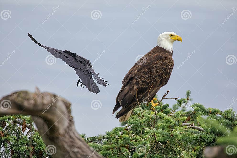 Pesky Crow Dive Bombs Bald Eagle Stock Image - Image of squawks ...