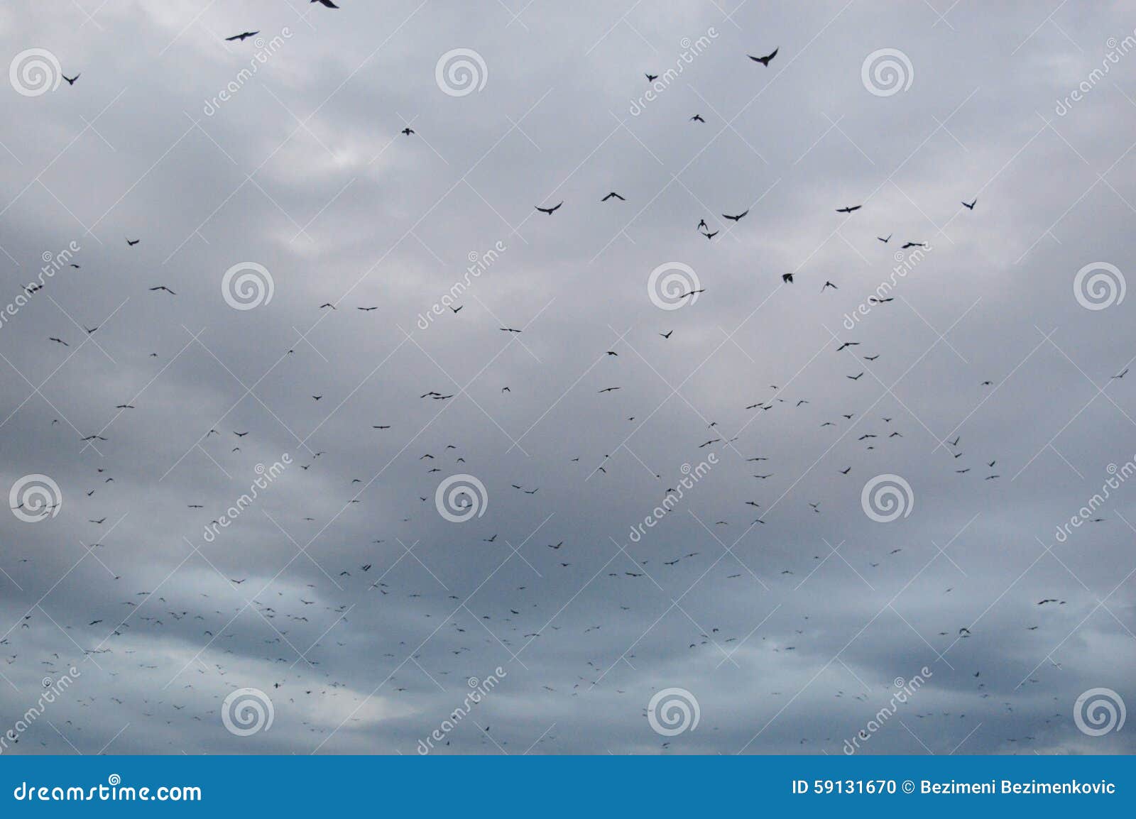 Crow on dramatic sky stock photo. Image of view, background - 59131670