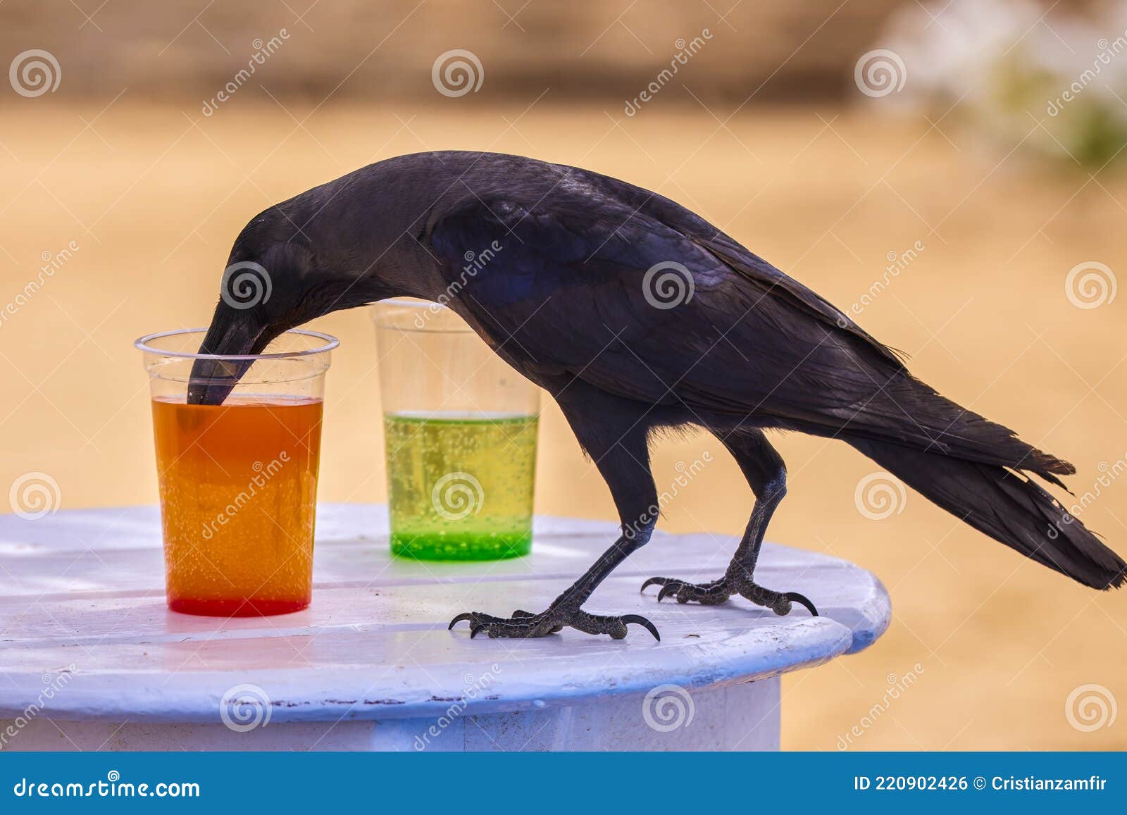 A Crow Drinking from a Glass Stock Photo - Image of wildlife, park ...