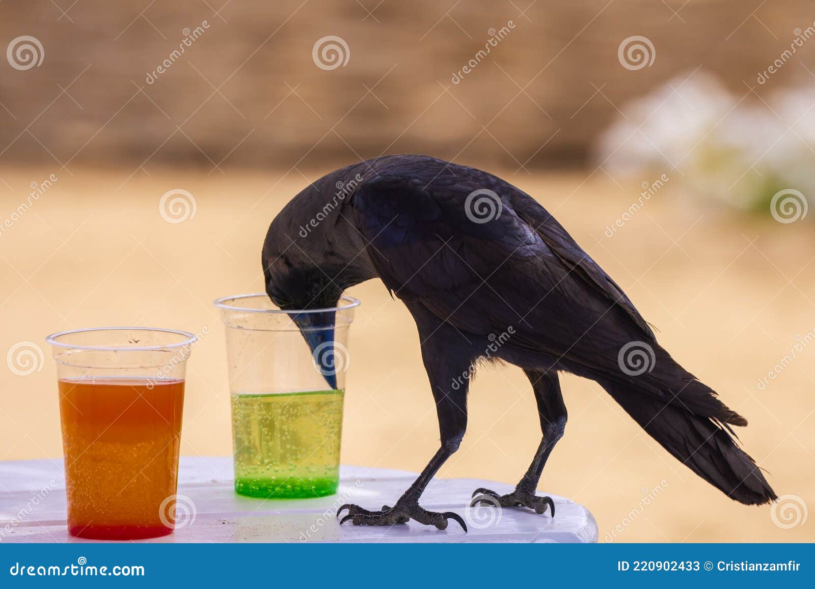 A Crow Drinking from a Glass Stock Image - Image of eating, glass ...