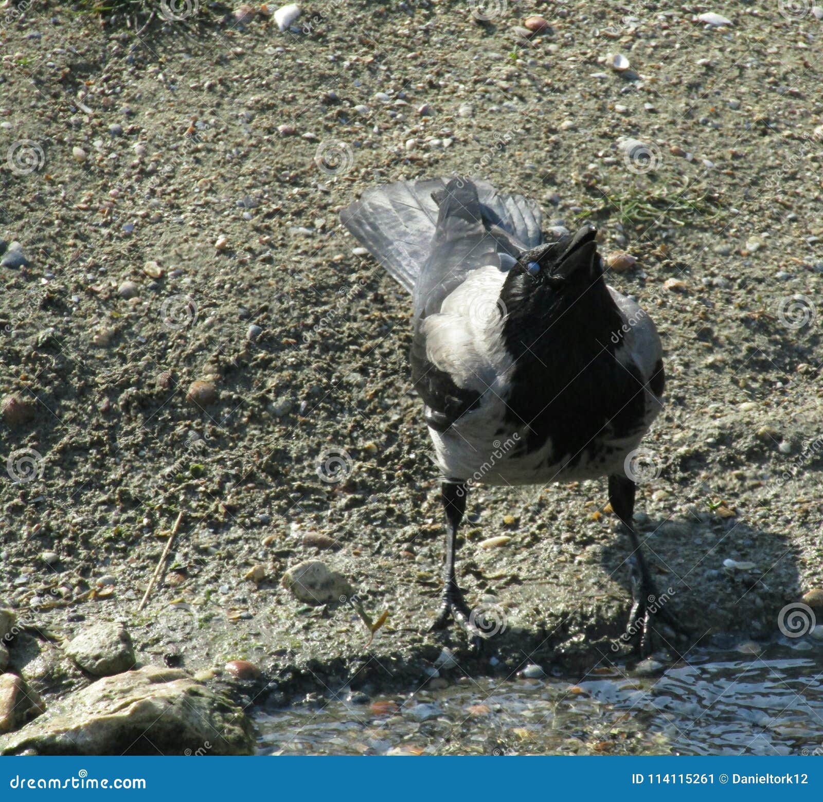 A Crow Drinking Water And Resting Royalty-Free Stock Photography ...