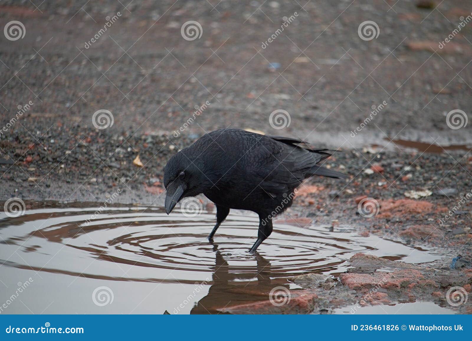 Crow drinking water stock photo. Image of bird, water - 236461826