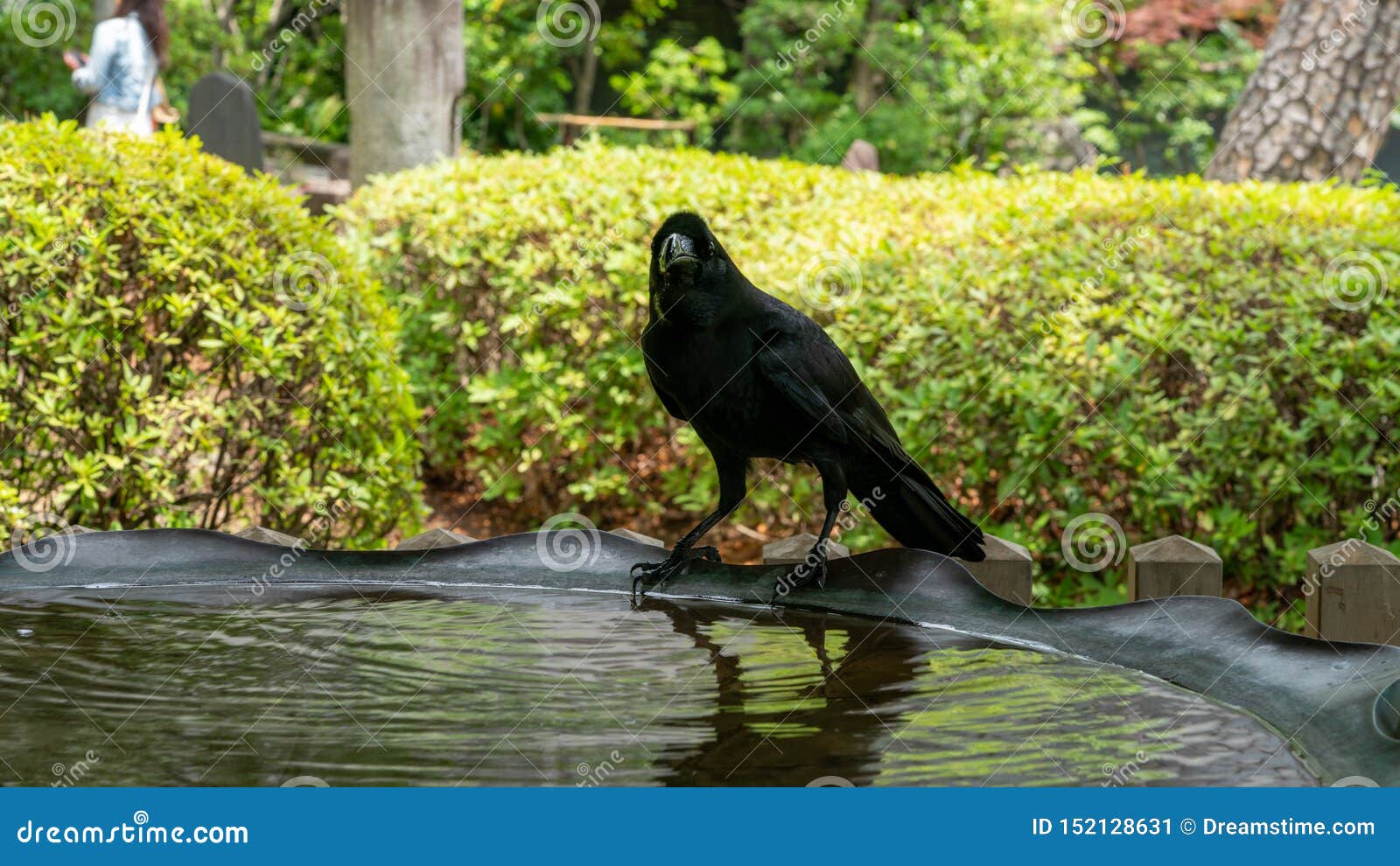 A Crow Drinking Water and Resting Stock Image - Image of temple, animal ...