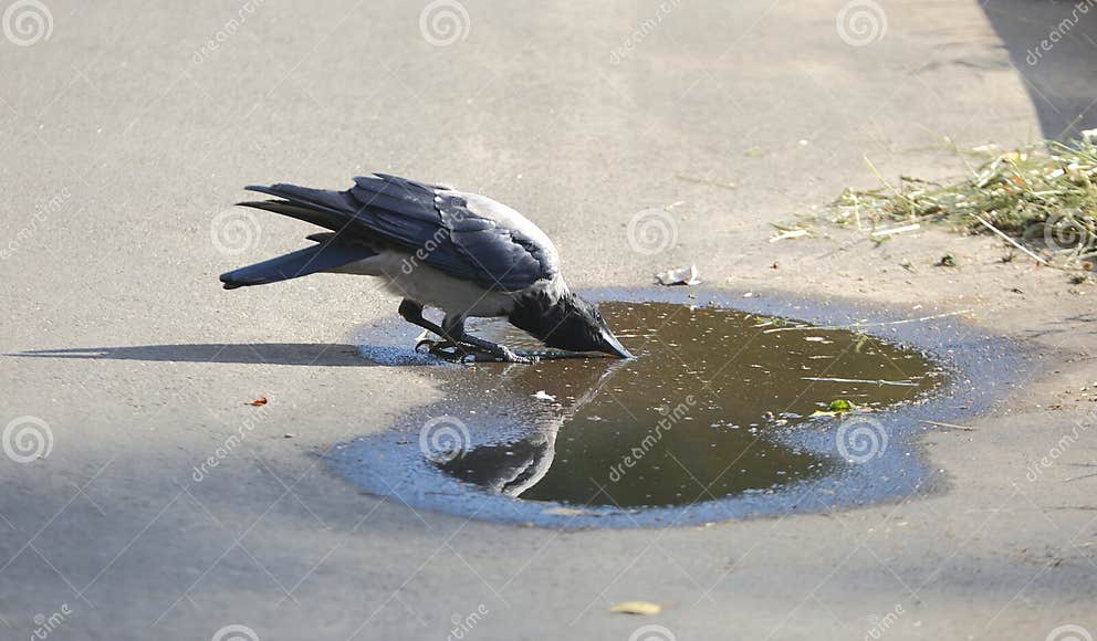 Crow Drinks from a Puddle on the Asphalt Stock Image - Image of beak ...