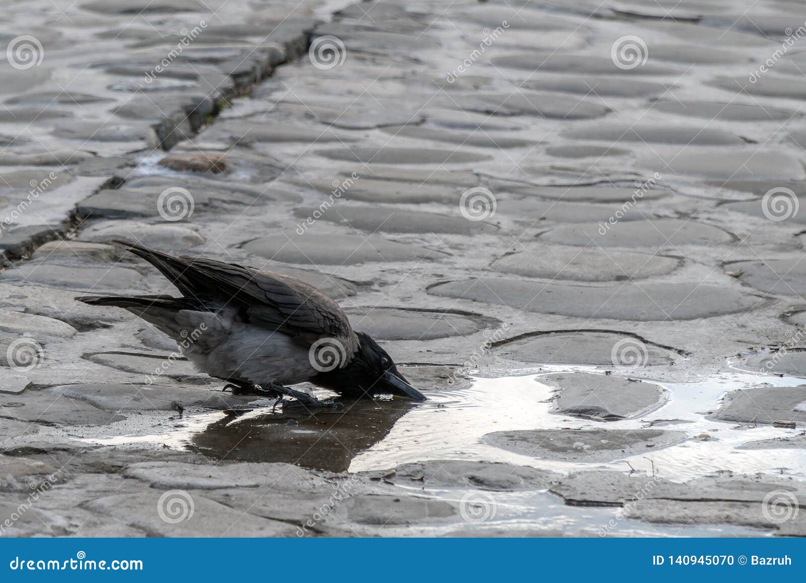 Crow Drinks Water from a Puddle Stock Photo - Image of black, water ...