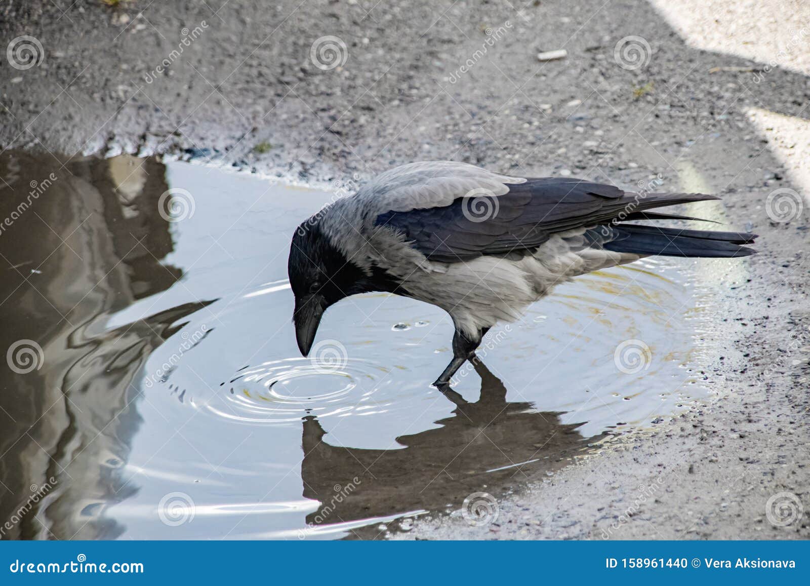 Crow Drinks Water from a Puddle on the Pavement Stock Photo - Image of ...