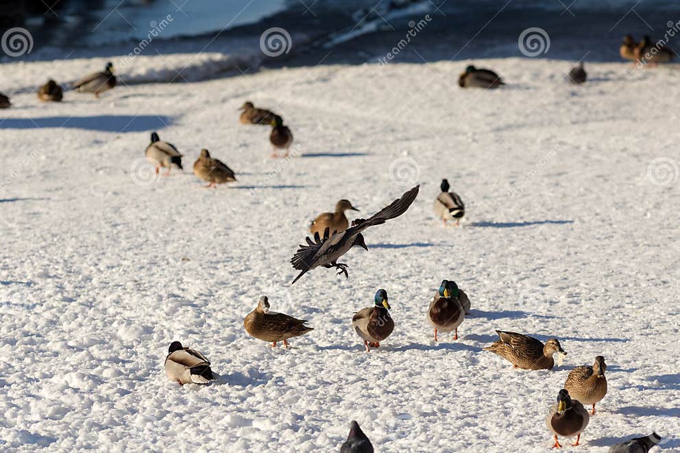 Crow and ducks stock image. Image of feather, duck, black - 249045171