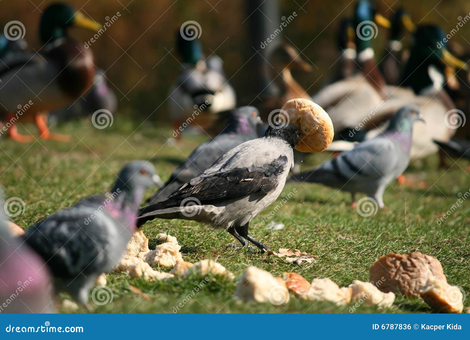 Crow eating stock photo. Image of park, carry, carrying - 6787836