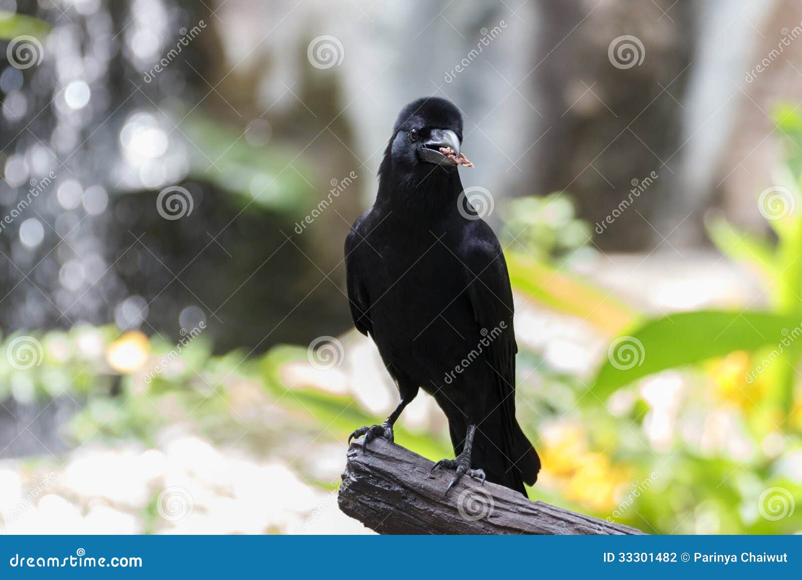 Crow stock photo. Image of tropical, staring, cracker - 33301482