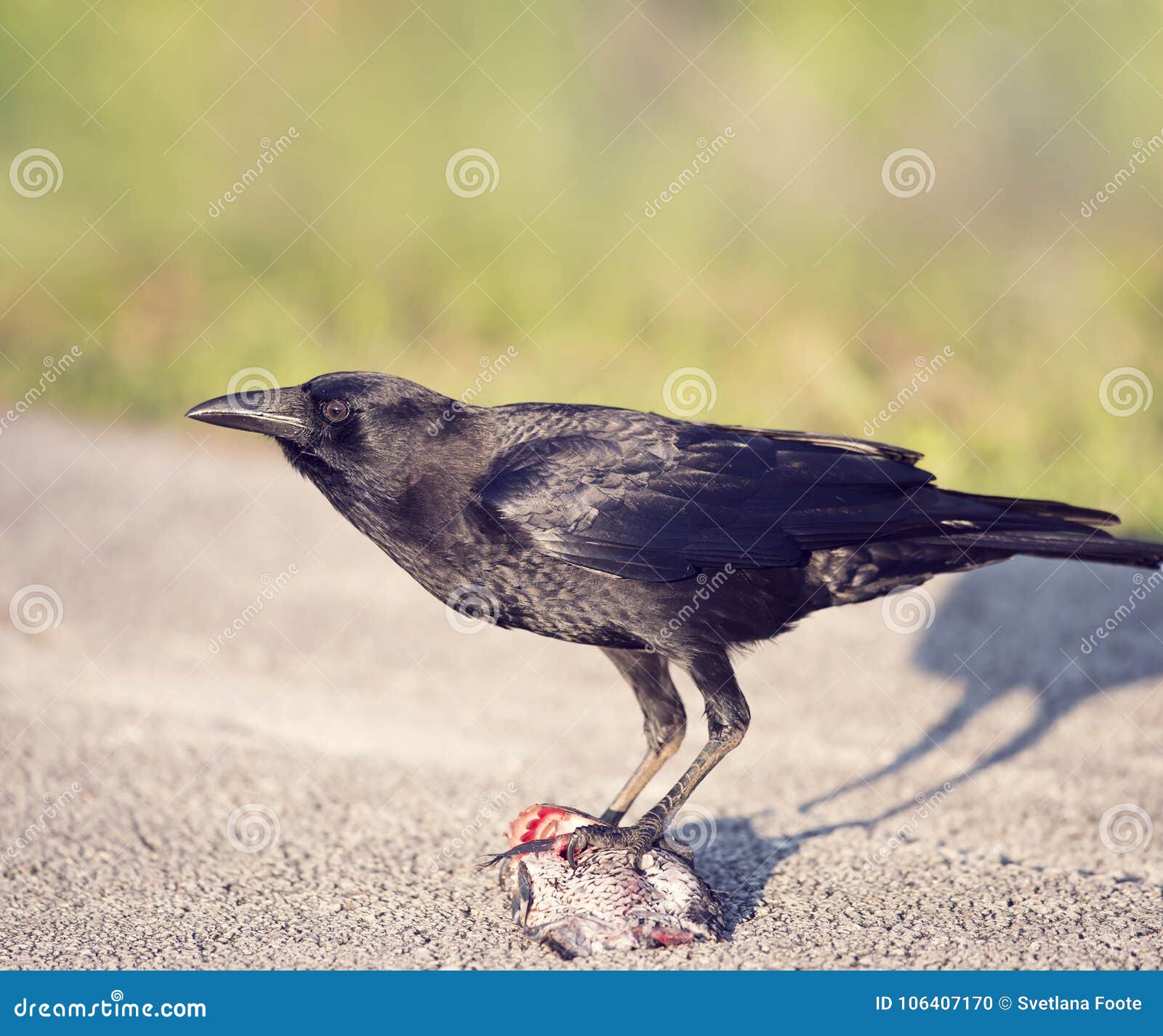 Crow eating a fish stock photo. Image of sunlight, animal - 106407170