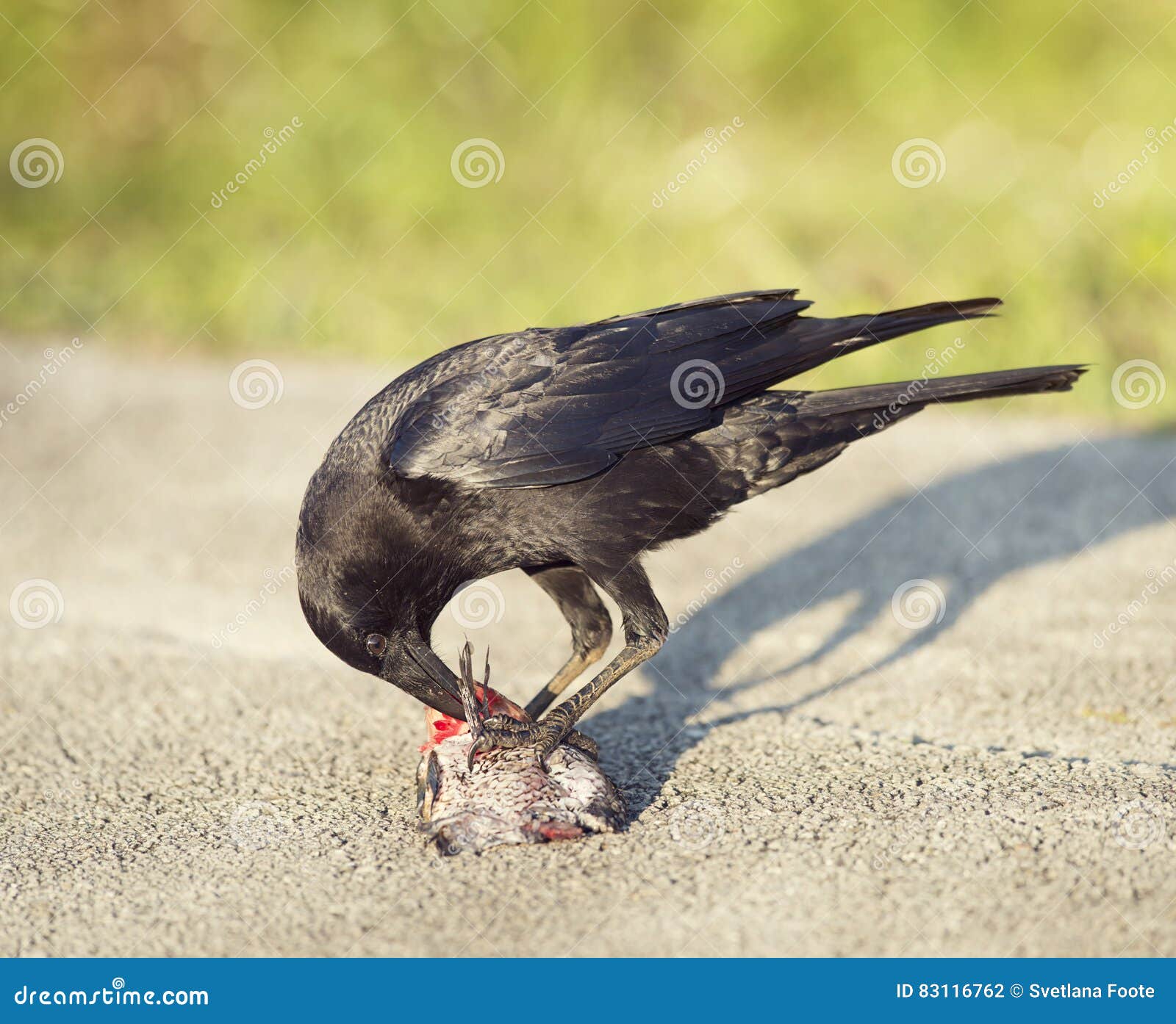 Crow eating a fish stock photo. Image of food, feed, eating - 83116762