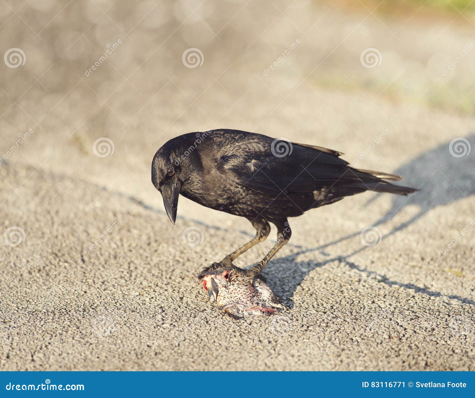 Crow eating a fish stock image. Image of outdoor, fish - 83116771