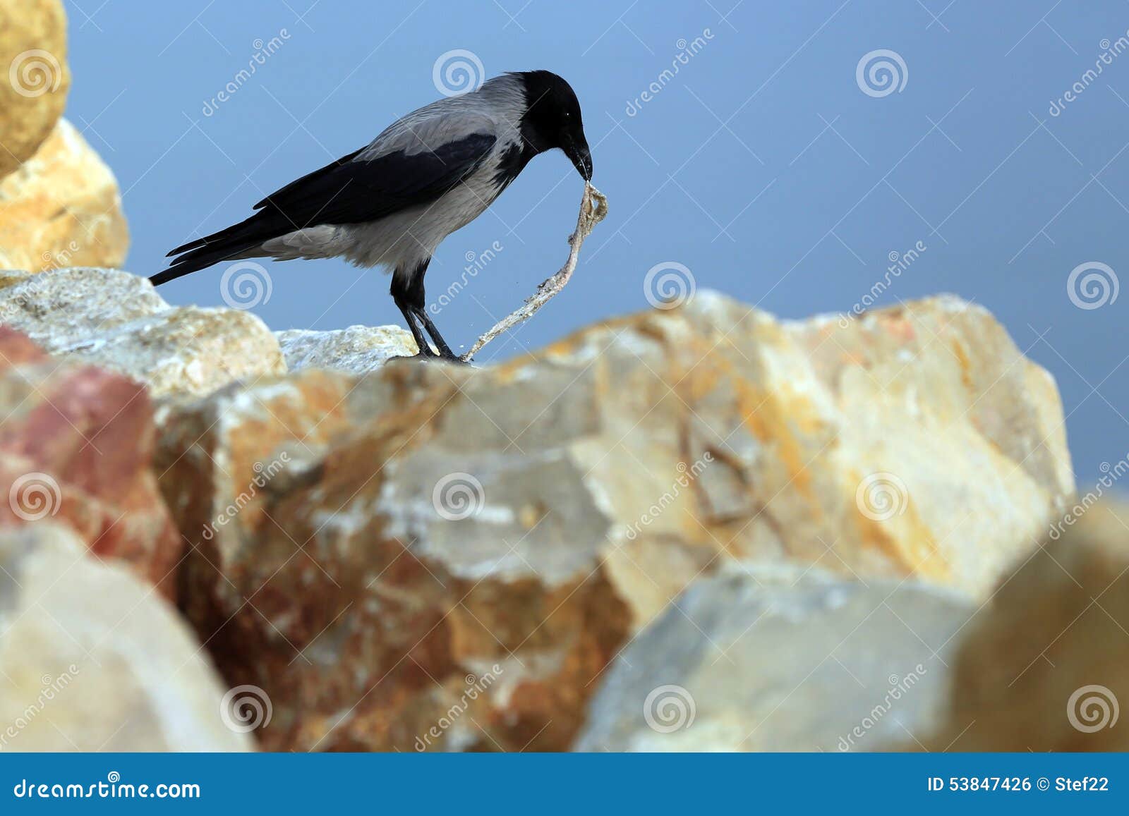 Crow eating fish guts stock photo. Image of european - 53847426