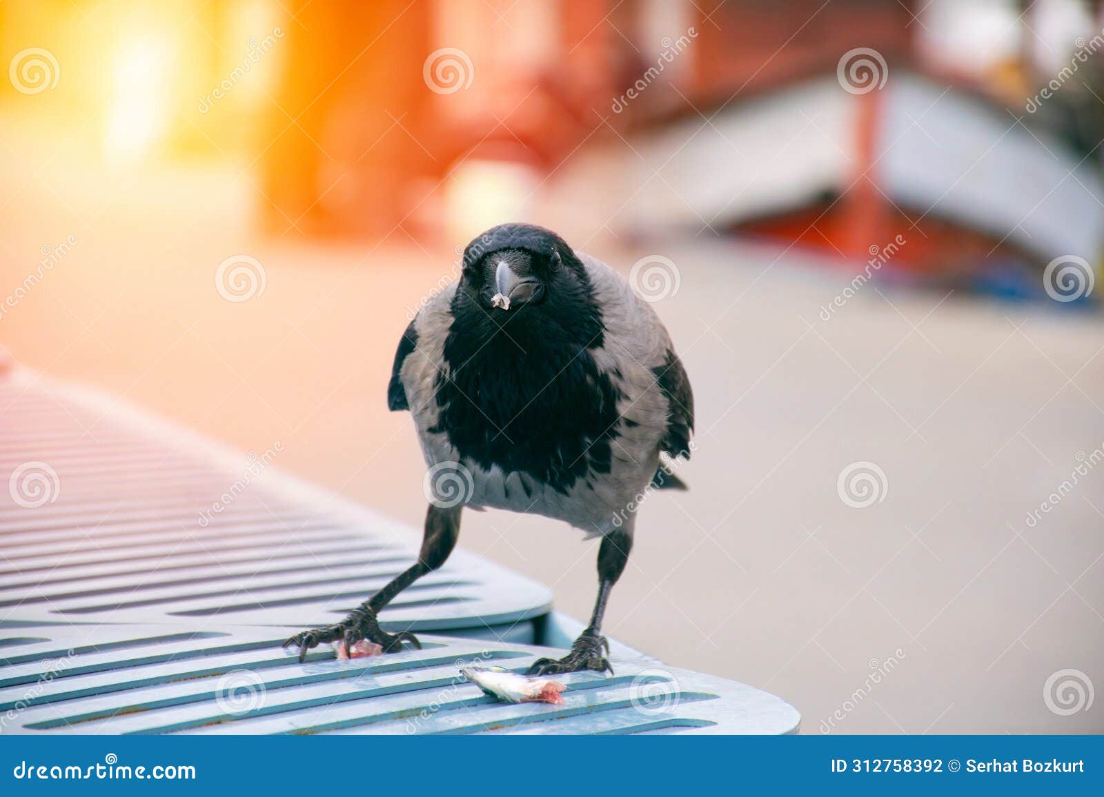 Crow eating fish in Sunset stock photo. Image of fish - 312758392