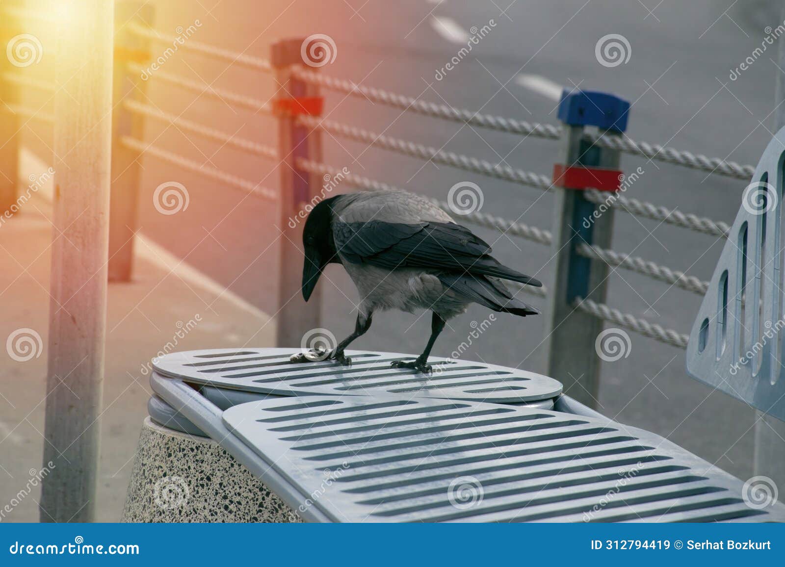 Crow eating fish in Sunset stock image. Image of foraging - 312794419