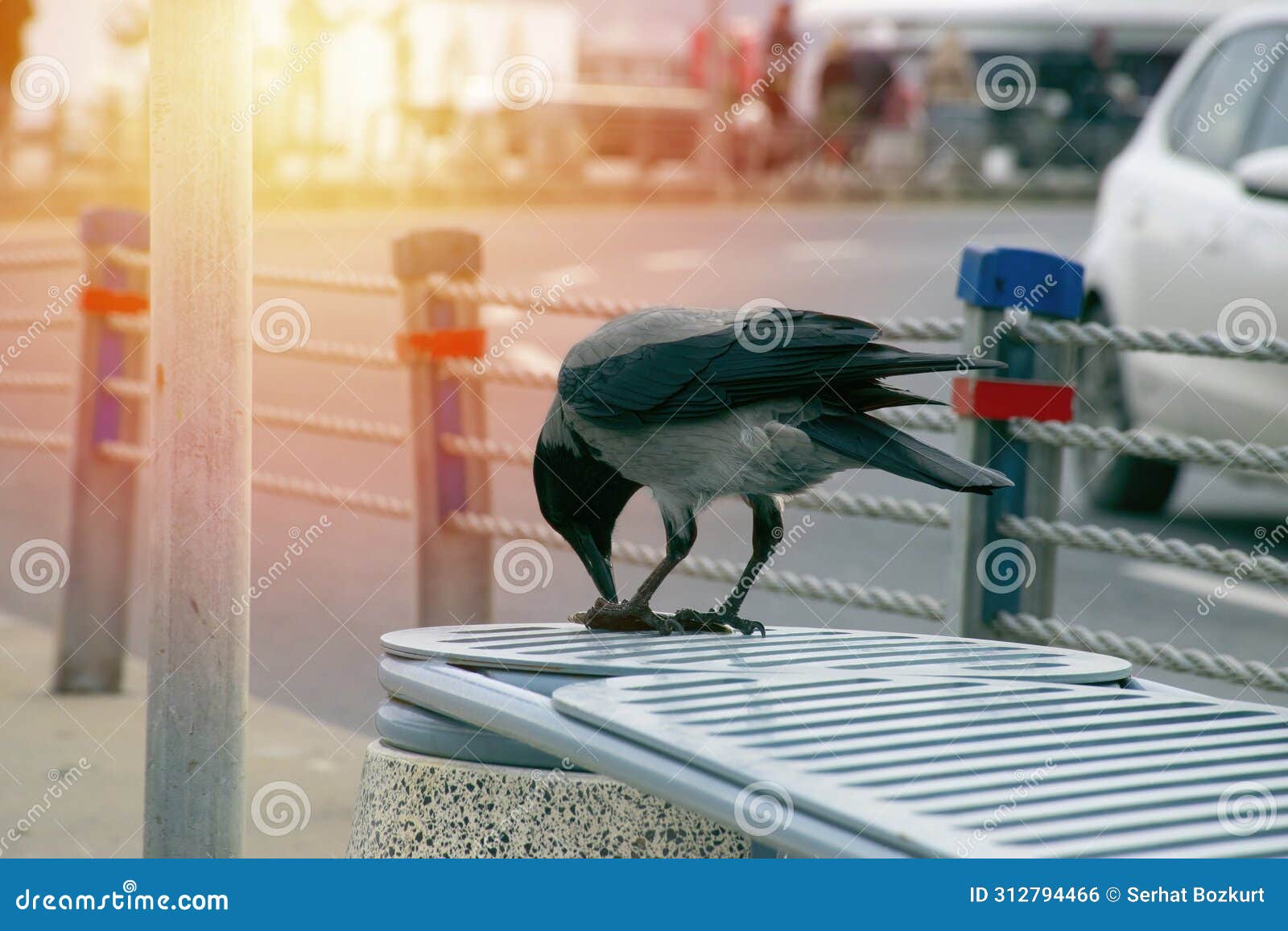 Crow eating fish in Sunset stock photo. Image of birdwatching - 312794466