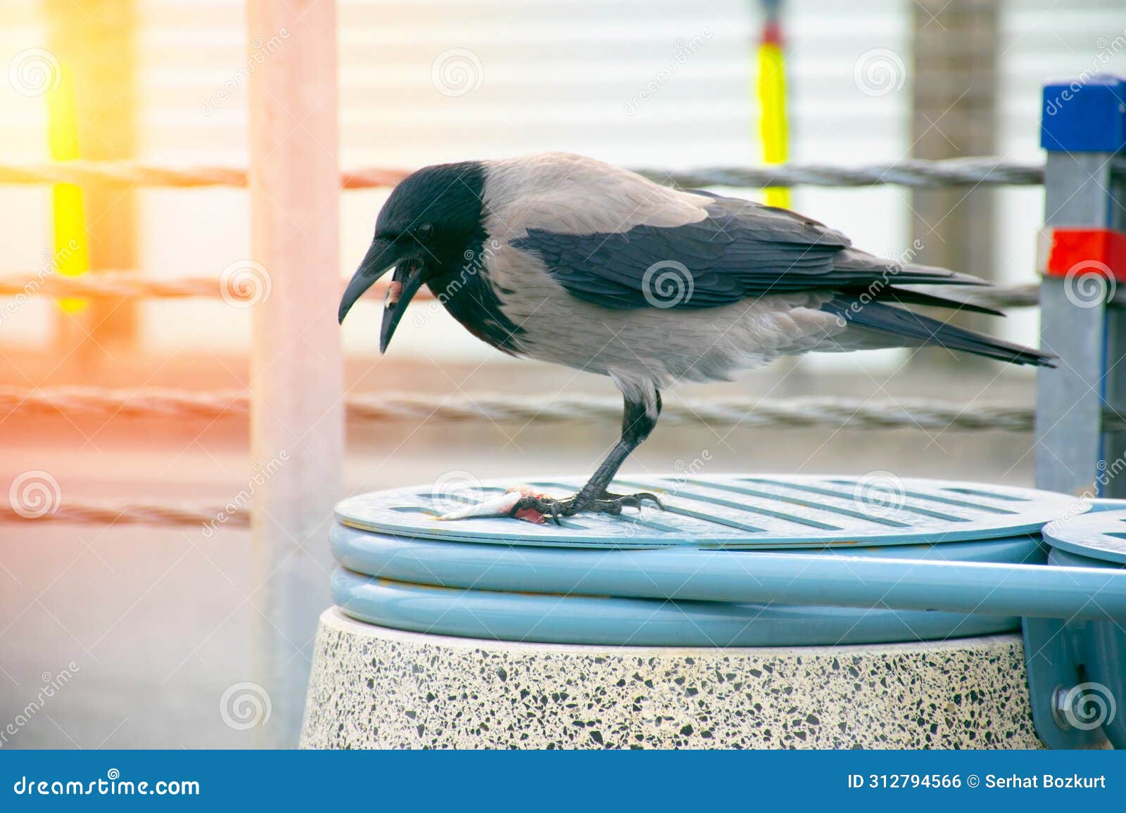 Crow eating fish in Sunset stock photo. Image of beak - 312794566