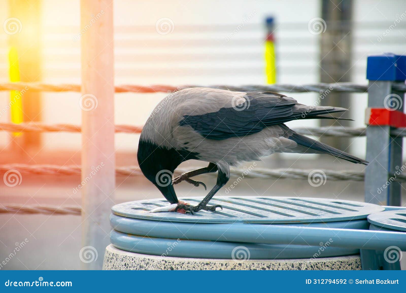 Crow eating fish in Sunset stock photo. Image of animal - 312794592