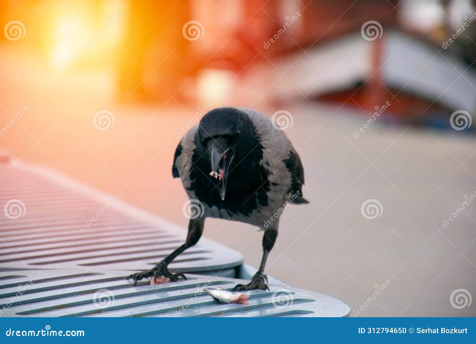 Crow eating fish in Sunset stock photo. Image of feeding - 312794650