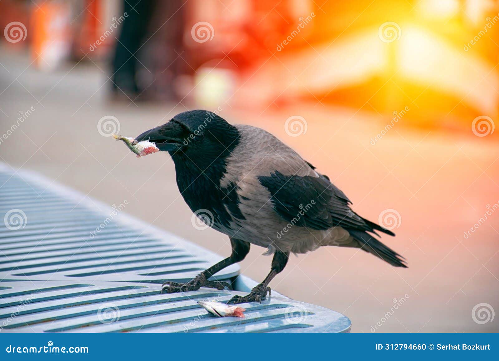 Crow eating fish in Sunset stock photo. Image of corvus - 312794660