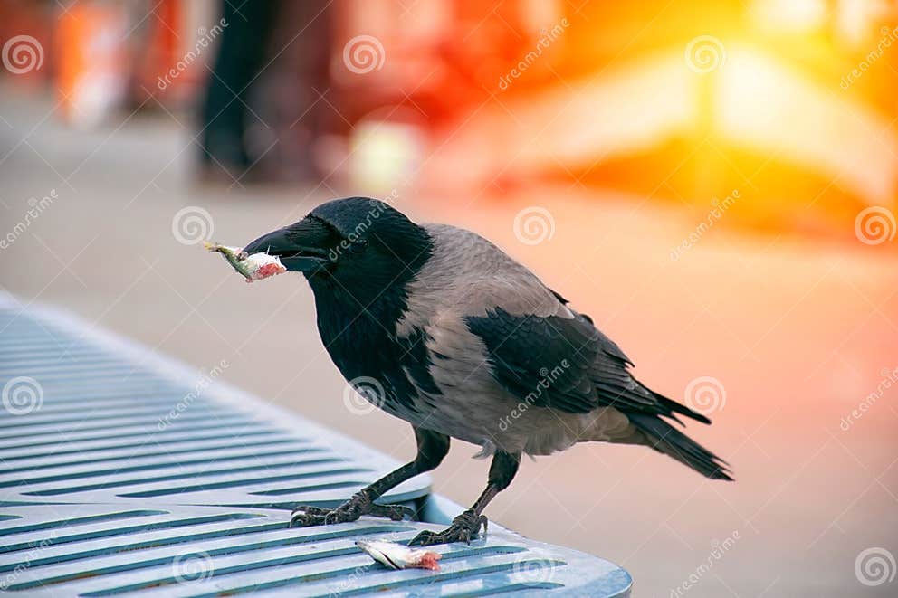 Crow eating fish in Sunset stock photo. Image of corvus - 312794660