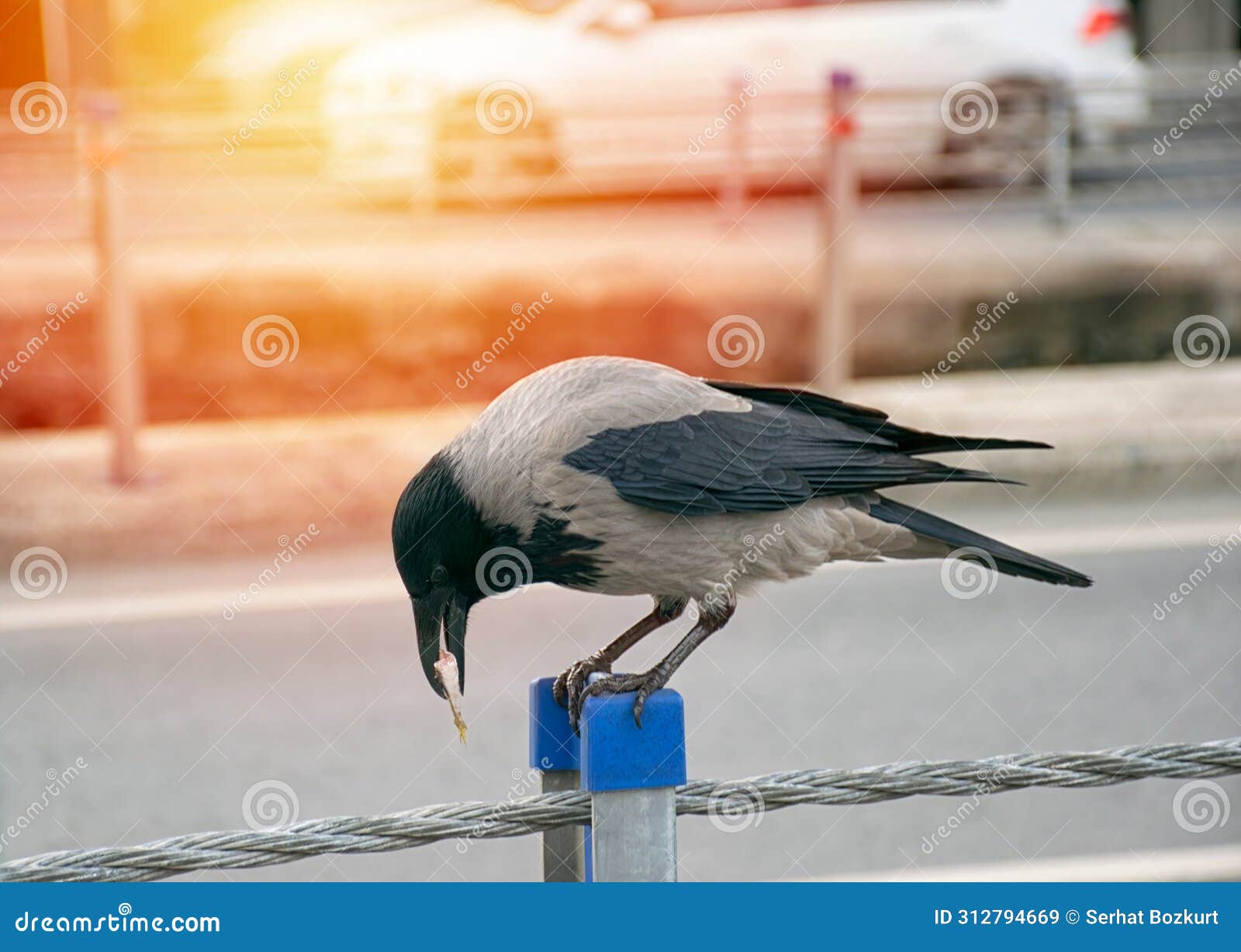 Crow eating fish in Sunset stock image. Image of background - 312794669