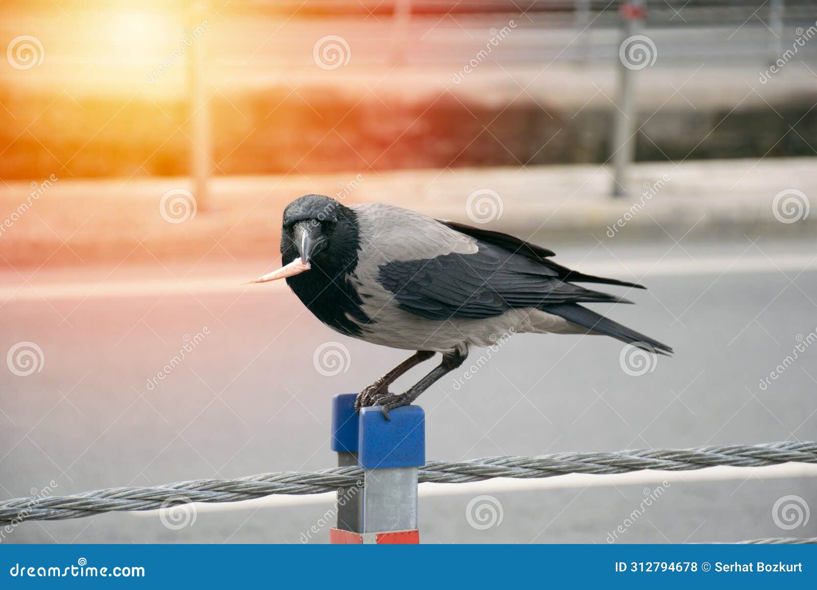 Crow eating fish in Sunset stock photo. Image of color - 312794678