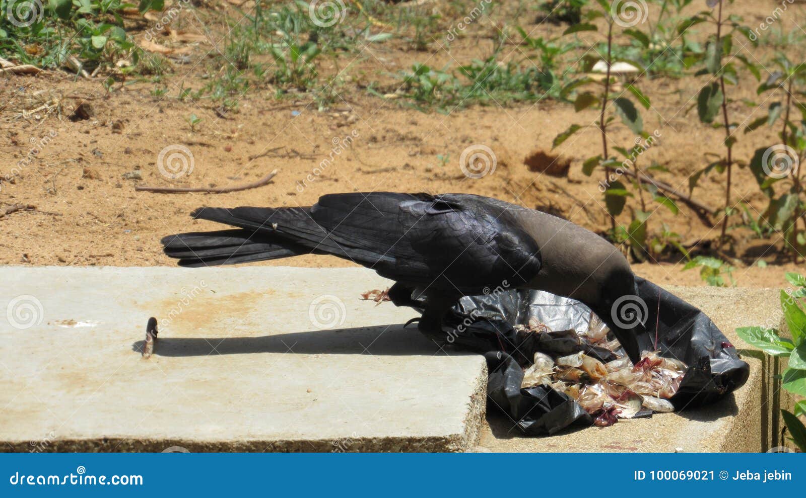 Crow stock image. Image of plant, leaves, indian, veppilai - 100069021
