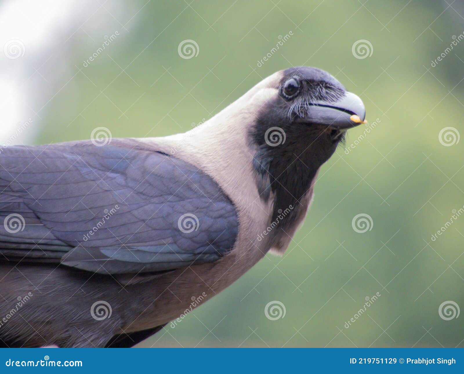 Crow eating grain stock image. Image of grain, eating - 219751129