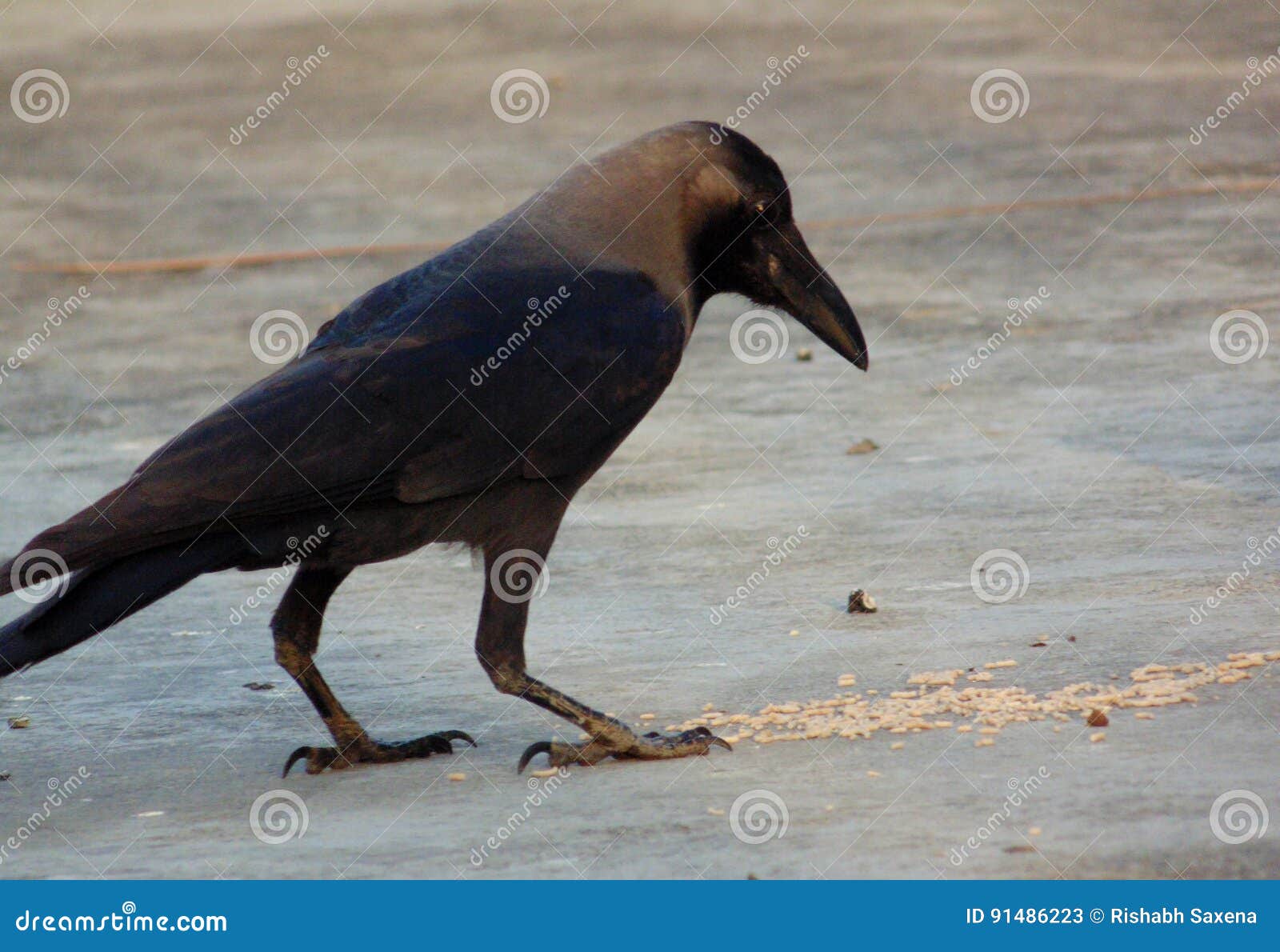 Crow Eating Stock Photo | CartoonDealer.com #6787836
