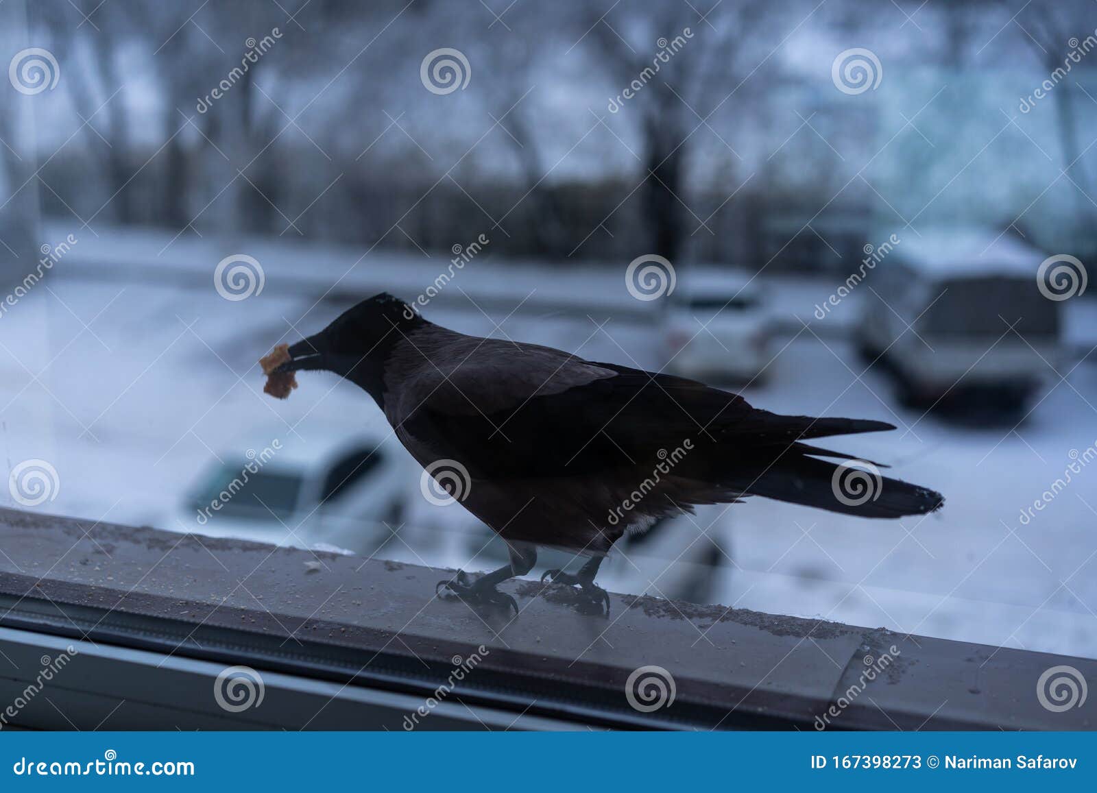 Crow Eating Outside the Window in Winter Stock Image - Image of padesh ...
