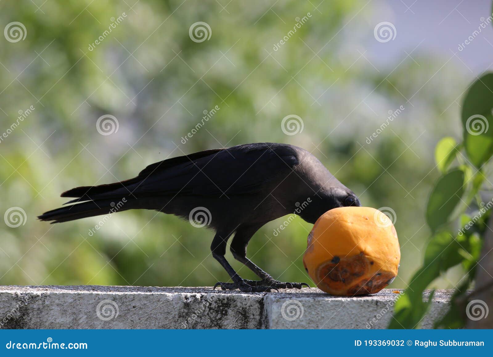 Crow Eating A Fish Royalty-Free Stock Image | CartoonDealer.com #83116762