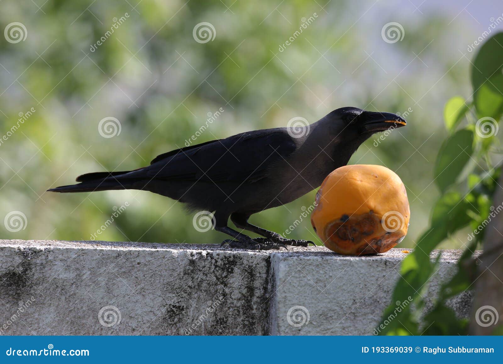 Crow Eating Stock Photo | CartoonDealer.com #6787836