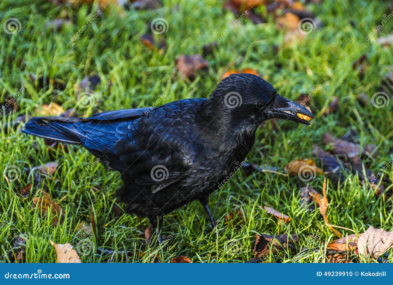 Crow stock photo. Image of flier, feathering, frugilegus - 49239910